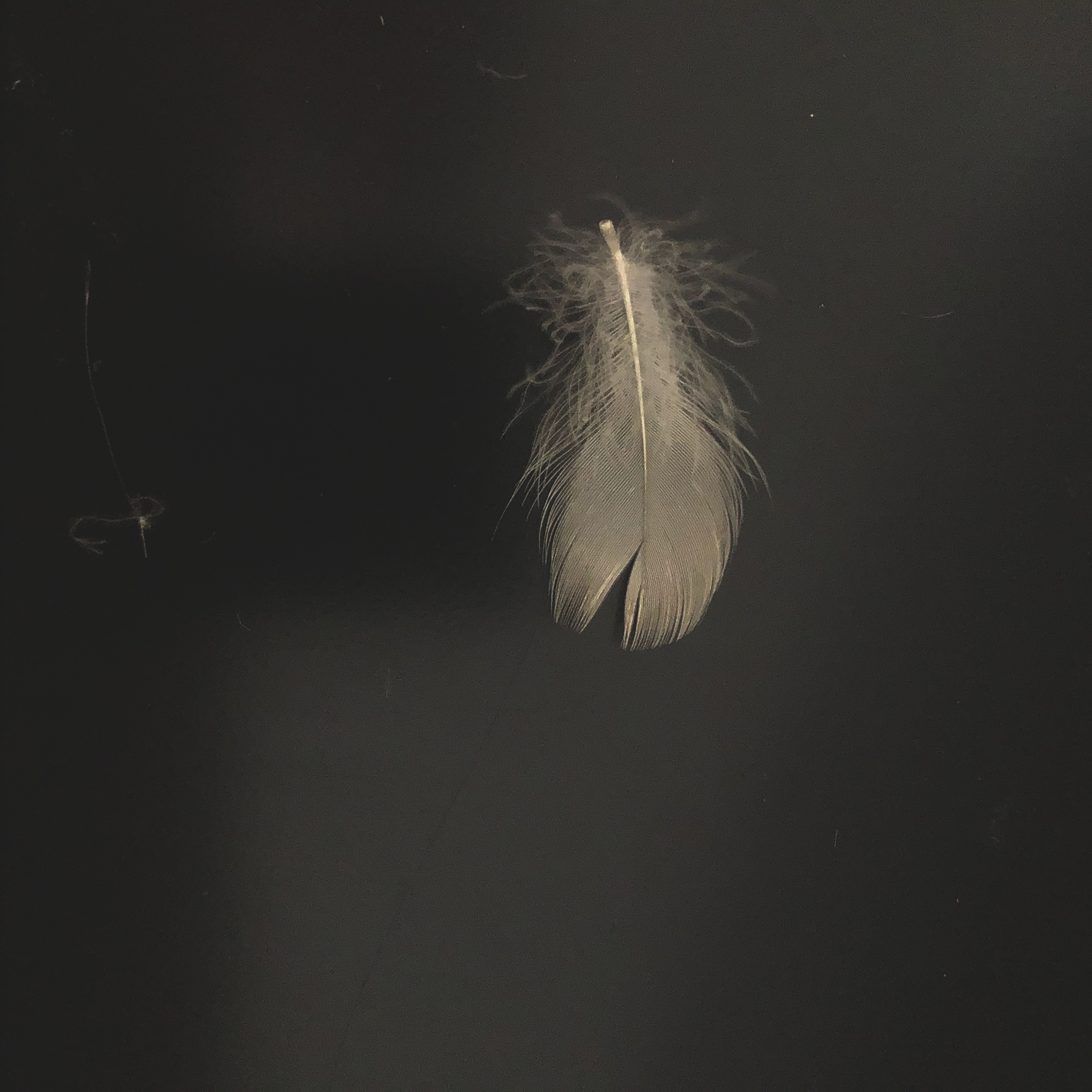 Down and Feather Object Detection Model by Personal Workspace