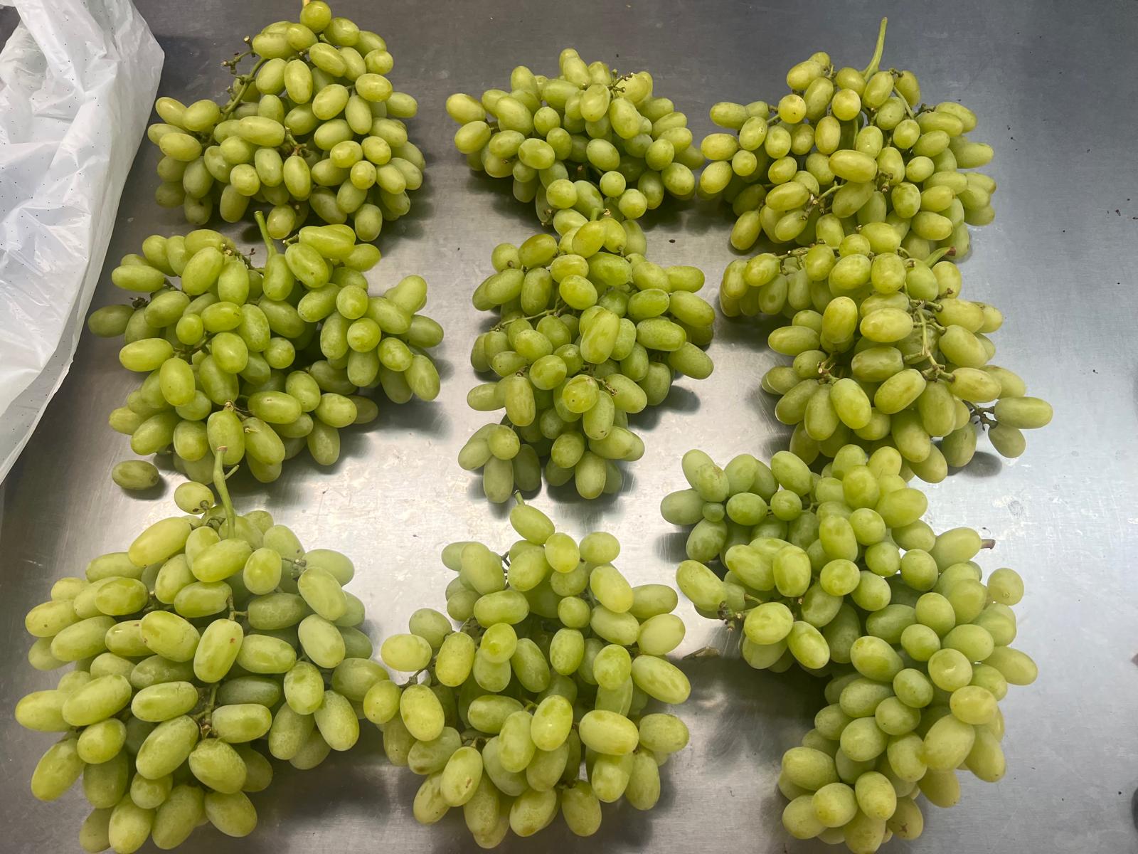 grapes_segmentation_all Instance Segmentation Dataset by GAIA SPA