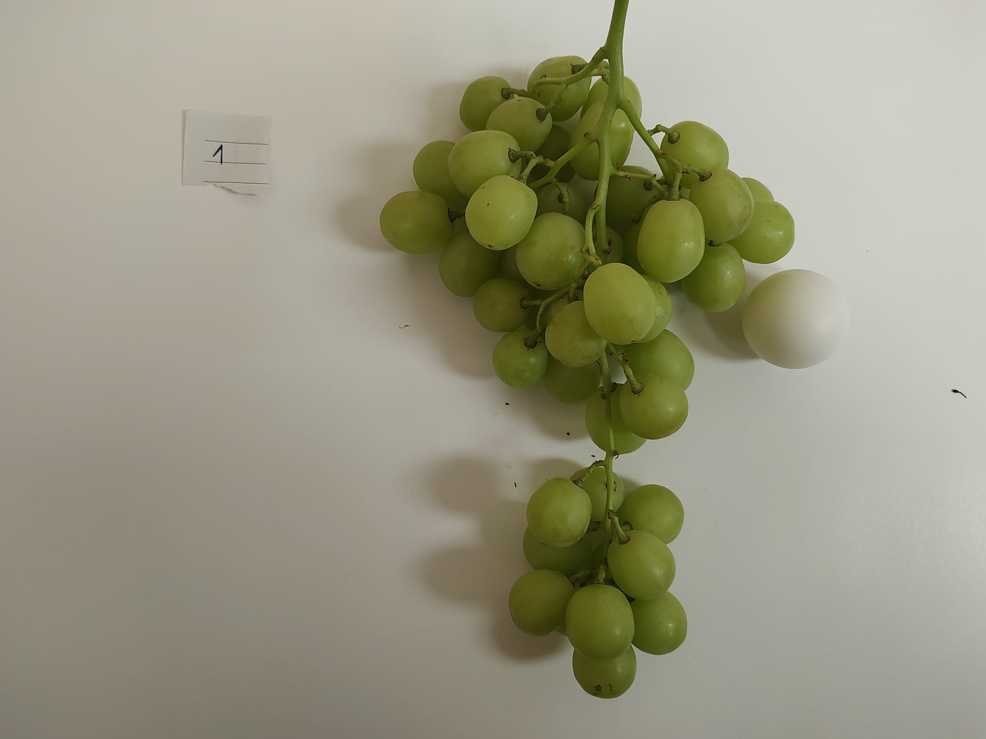 grapes_segmentation_all - copy Instance Segmentation Dataset by GAIA SPA