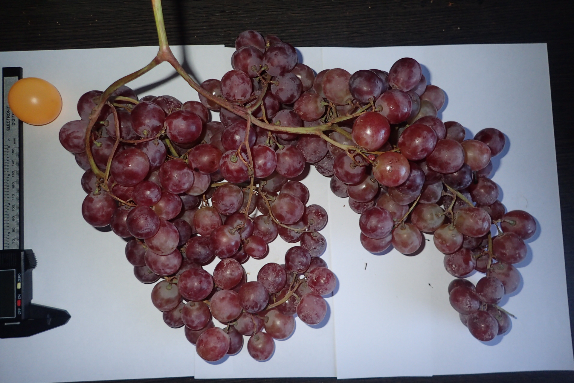 grapes_segmentation_pinpong Instance Segmentation Dataset by GAIA SPA