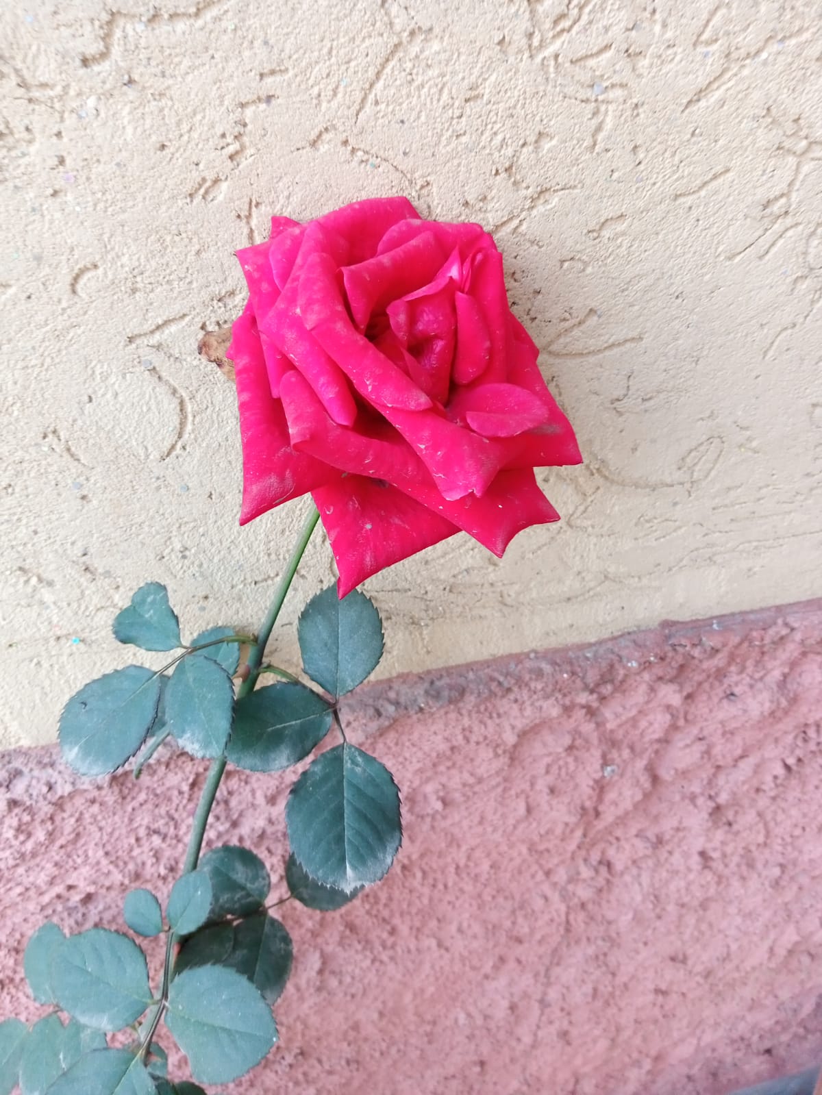 Flower Detection Ann Object Detection Dataset By First Work