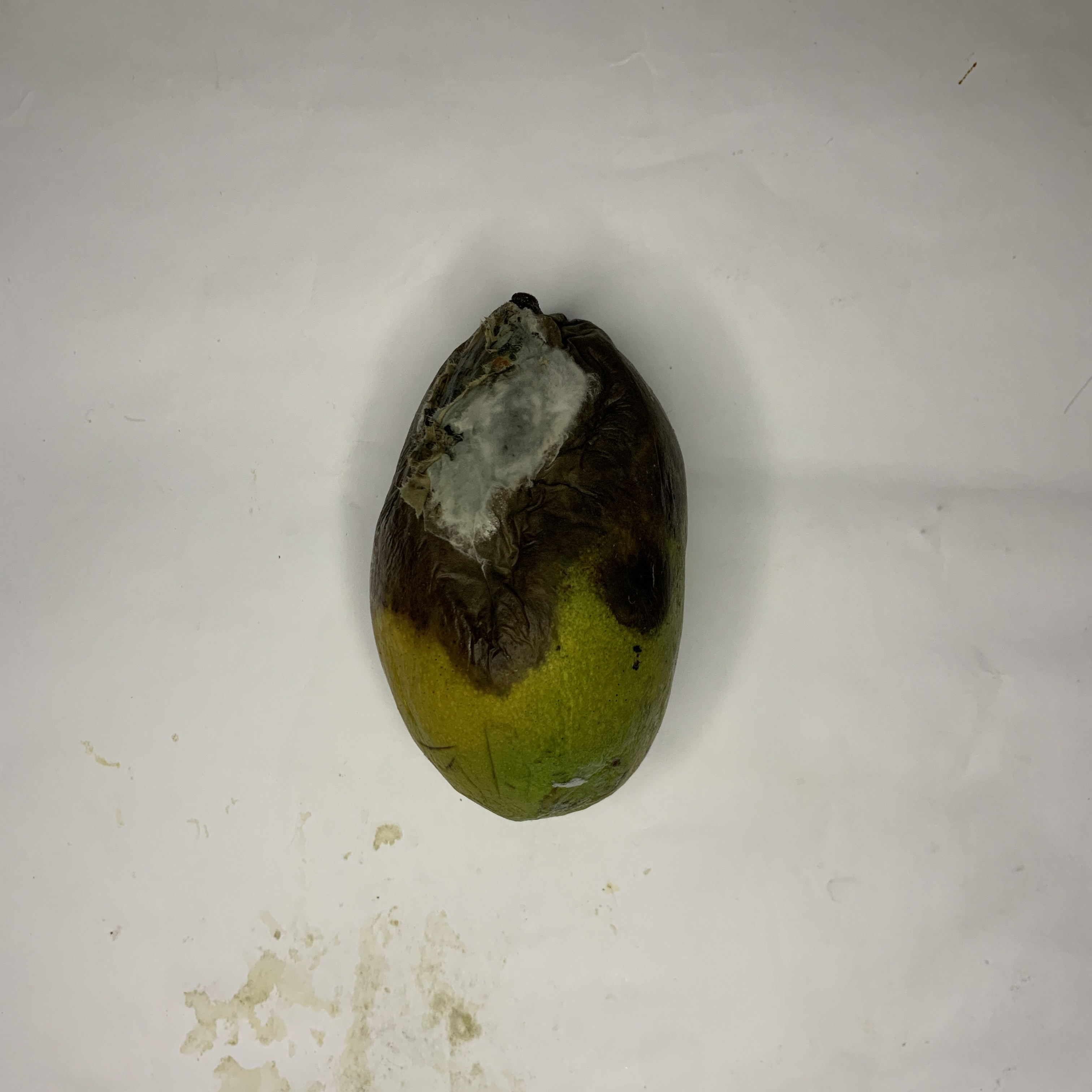 mangga indramayu Object Detection Model by Mango