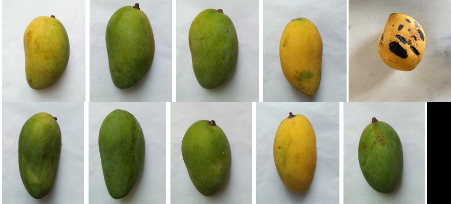 Mango Object Detection Dataset By Mango