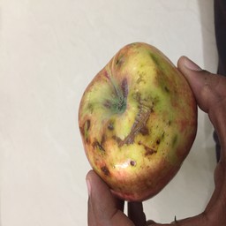 FruitQualityDetection2 Classification Model by FruitQualityDetection