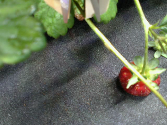 Strawberry-ripeness-segmentation Instance Segmentation Dataset by jgalarzaworkspace