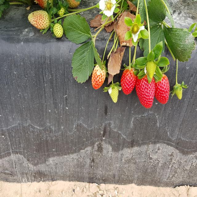 Strawberry Segmentation Instance Segmentation Model By Jgalarzaworkspace