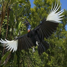 BIRDS 400 Object Detection Dataset by KKSW