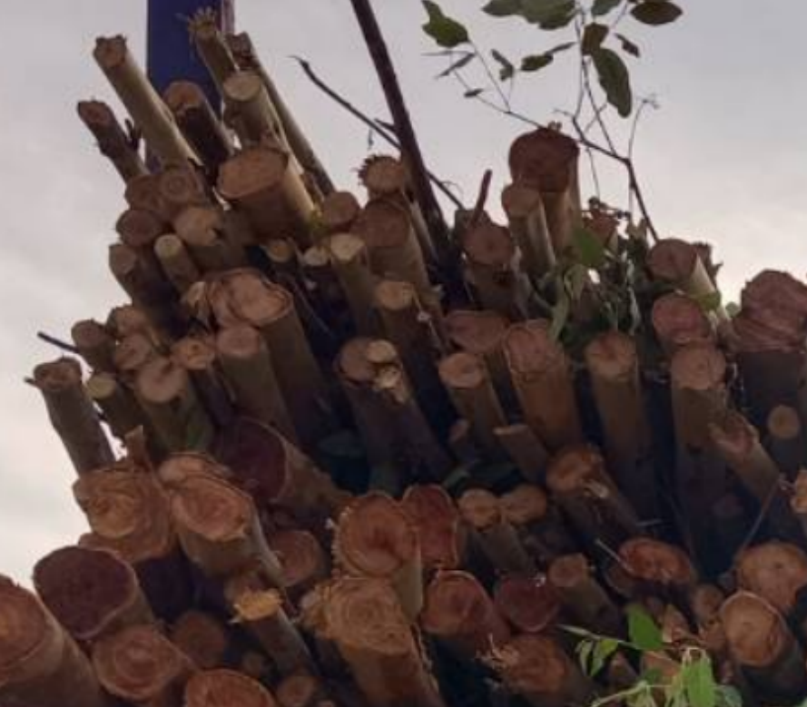 wood_Segment Instance Segmentation Model by Trial Object Detection