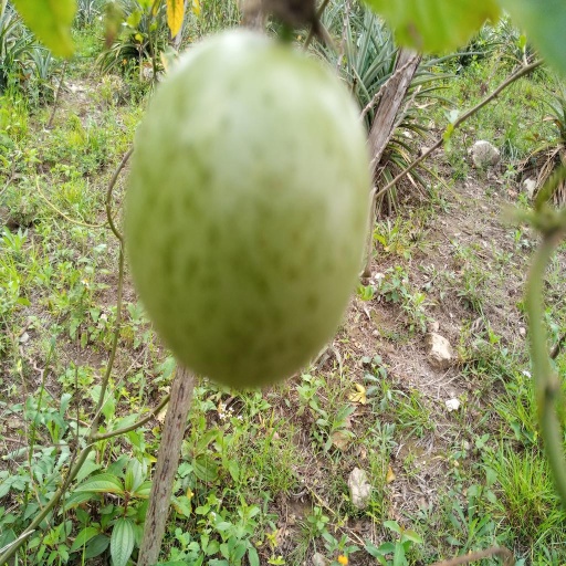 Trial Peach Object Detection Dataset By New Workspace Oail1