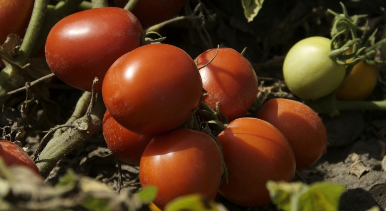 TOMATO Object Detection Dataset by Noppanut