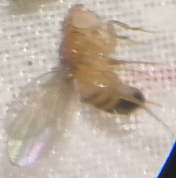 Fruit_Fly_Wing Classification Dataset by Claude An