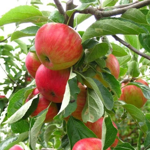 Appledetection Instance Segmentation Dataset by rensyu
