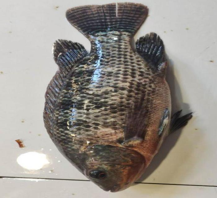 ISDA TECH 2 Object Detection Dataset by ISDA TECH