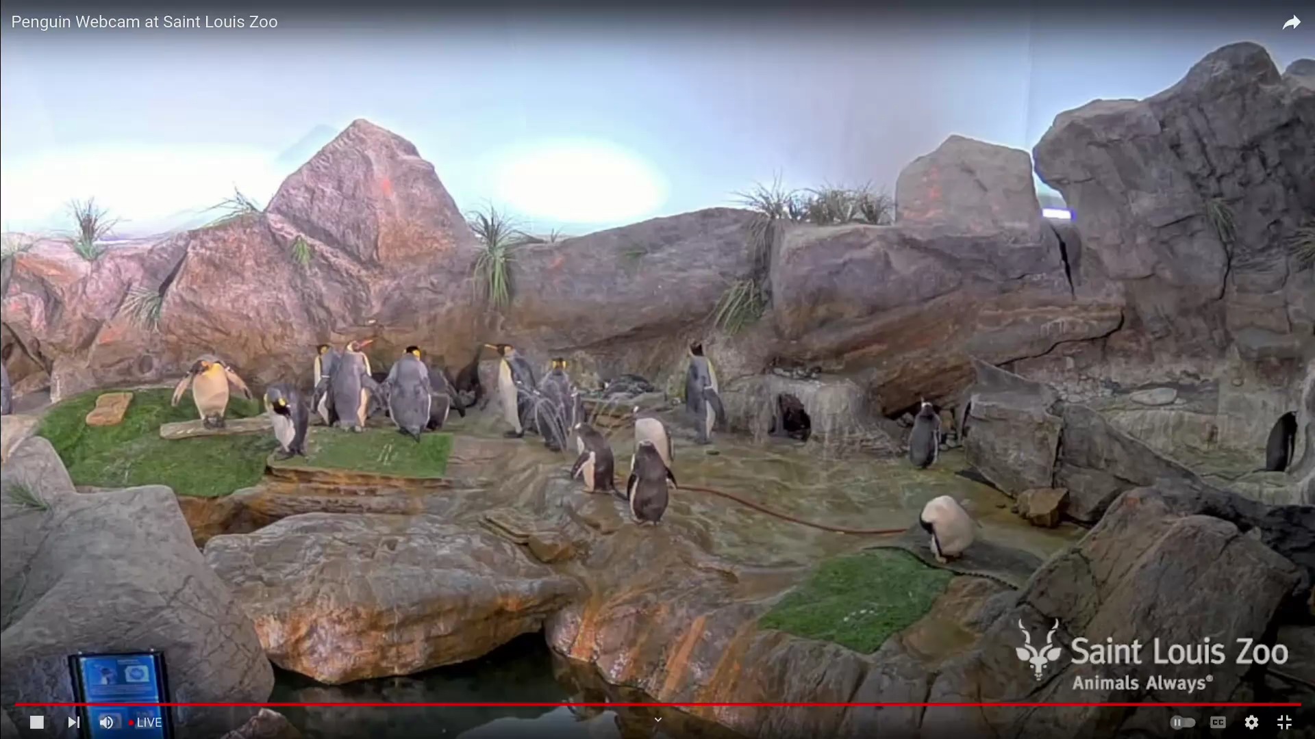 Penguins Finder Object Detection Dataset by penguins