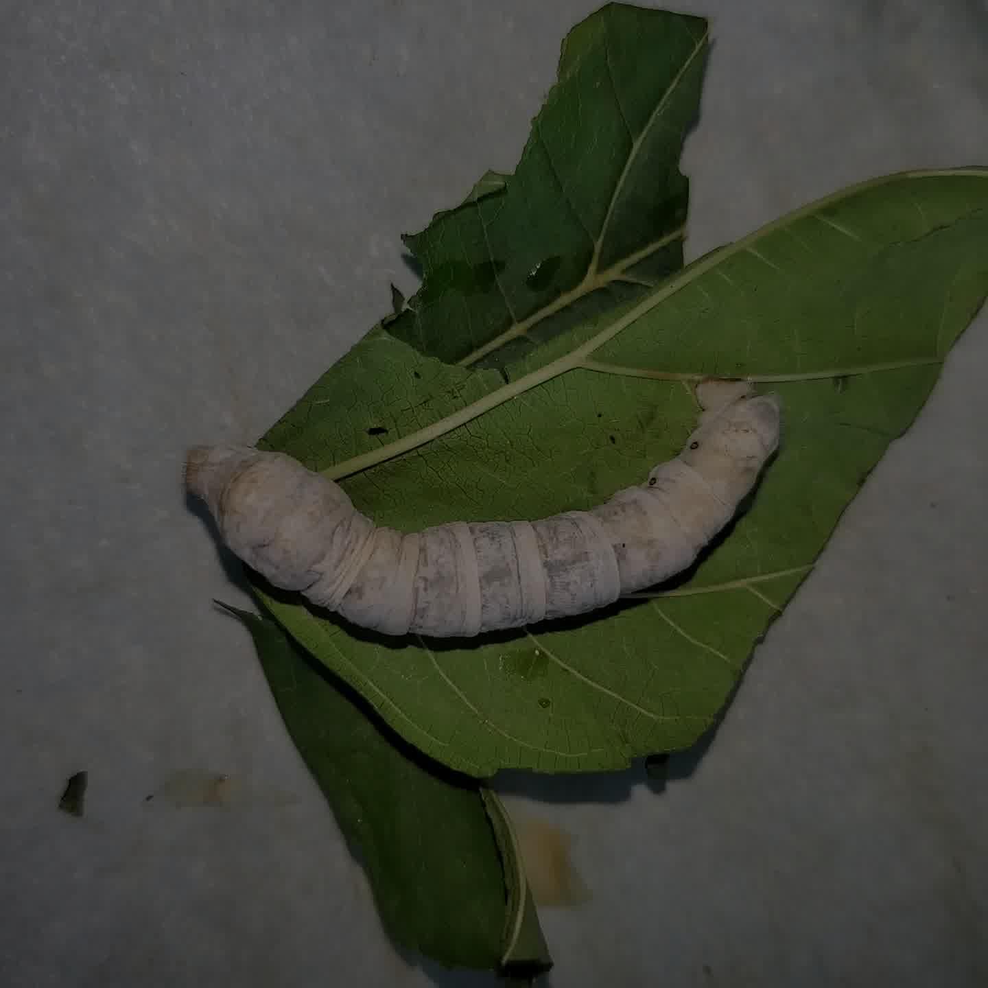 Silkworm Diseases Object Detection Dataset and Pre-Trained Model by ...