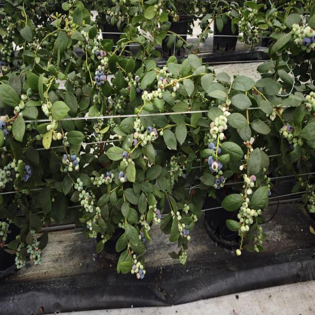 blueberries Object Detection Model by Imaya Setty S