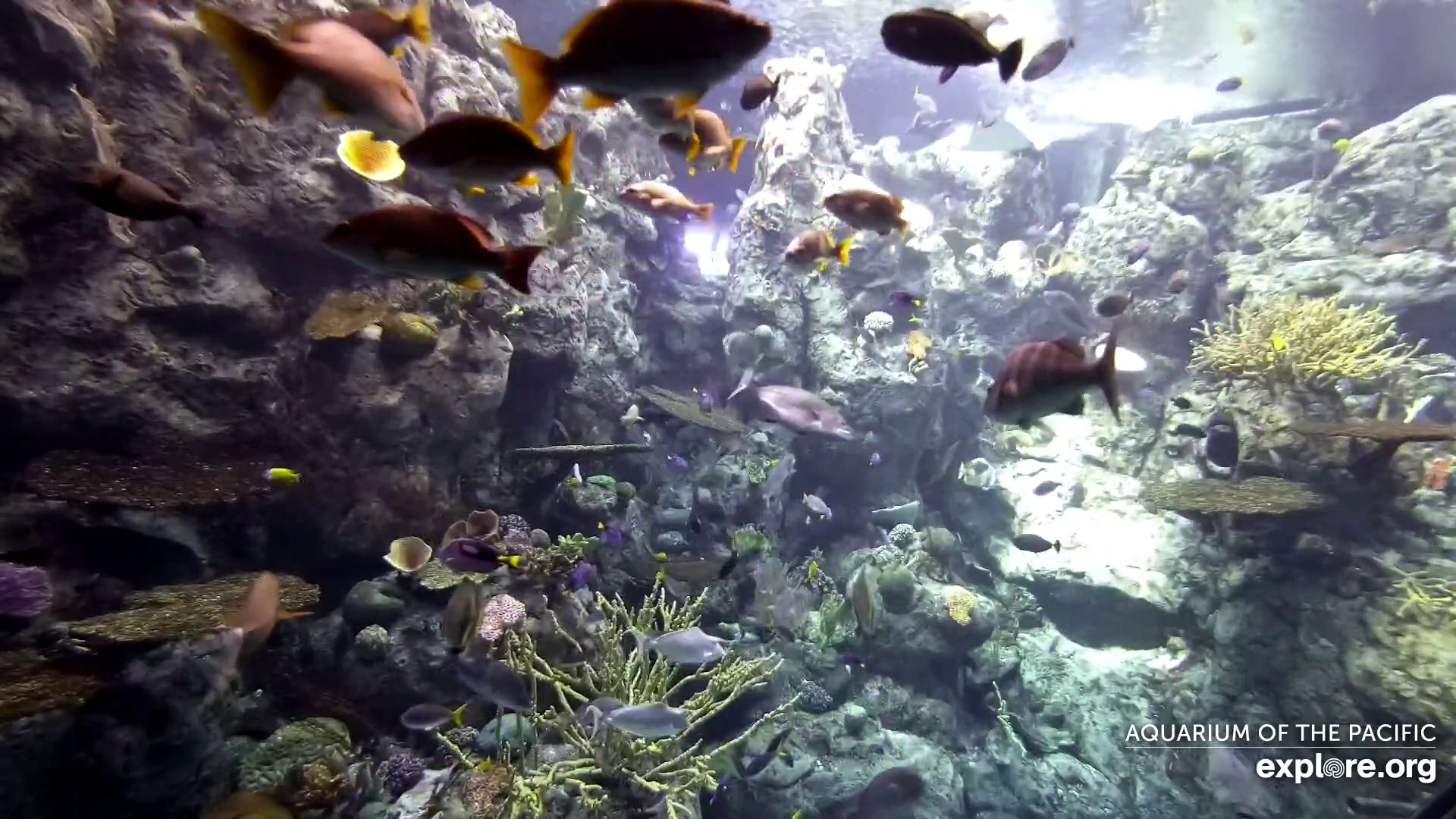 fish Object Detection Dataset and Pre-Trained Model by Processing fish