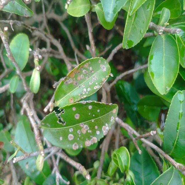 DD Object Detection Model by D