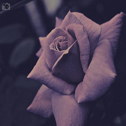 Project Uno - Roboflow Universe