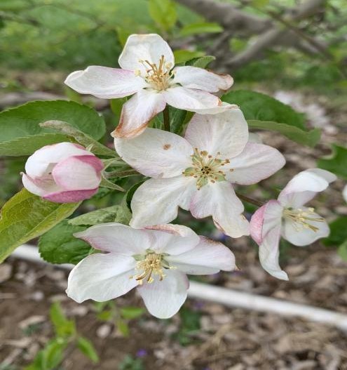 Apples Defects Object Detection Dataset and Pre-Trained Model by Apple Disease