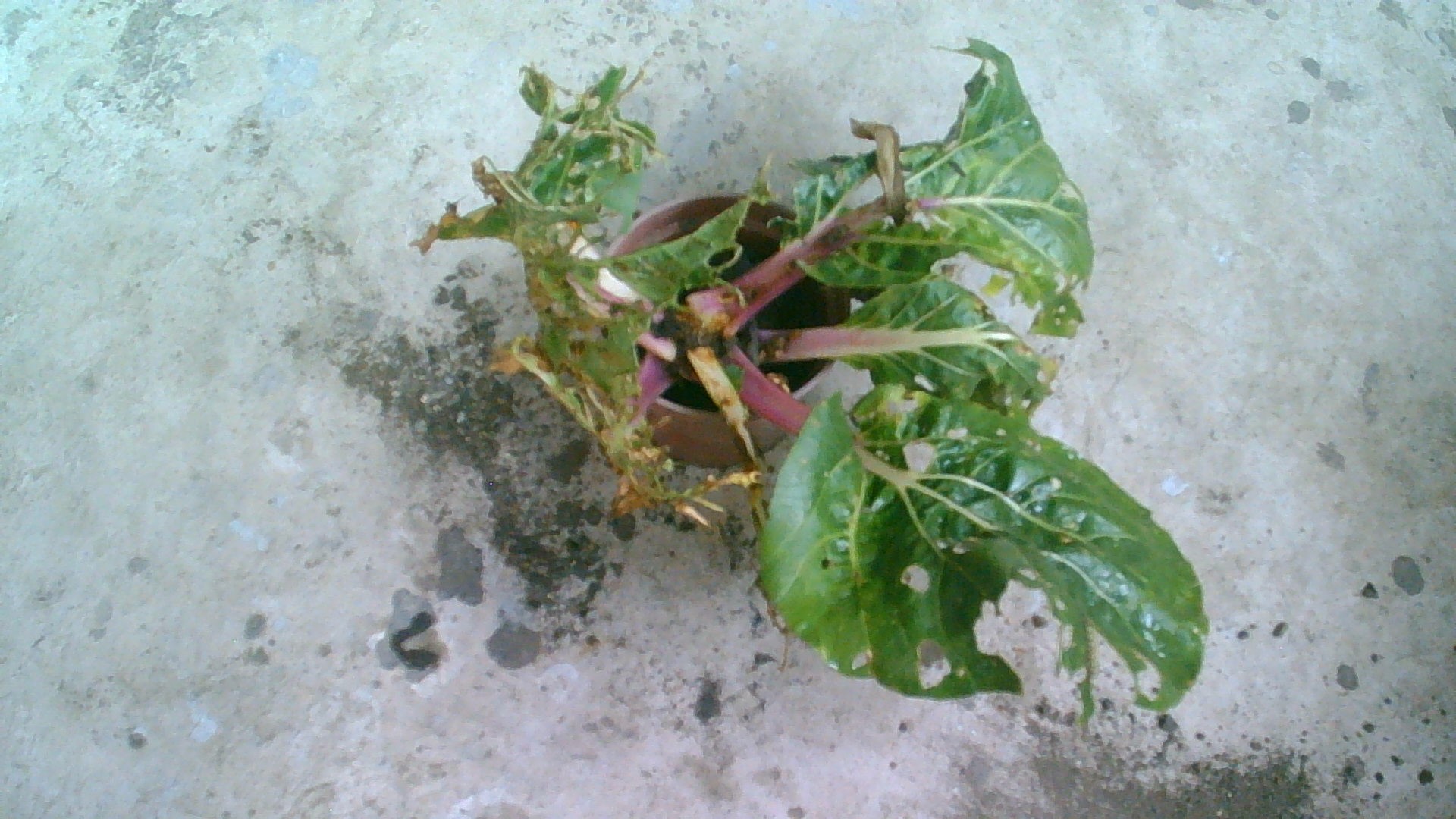 Pechay Object Detection Model by Li