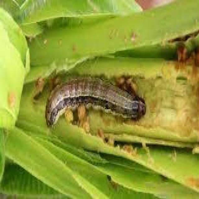 pests on corn plants Object Detection Dataset (v1, 2023-05-26 10:48pm) by Information Technology