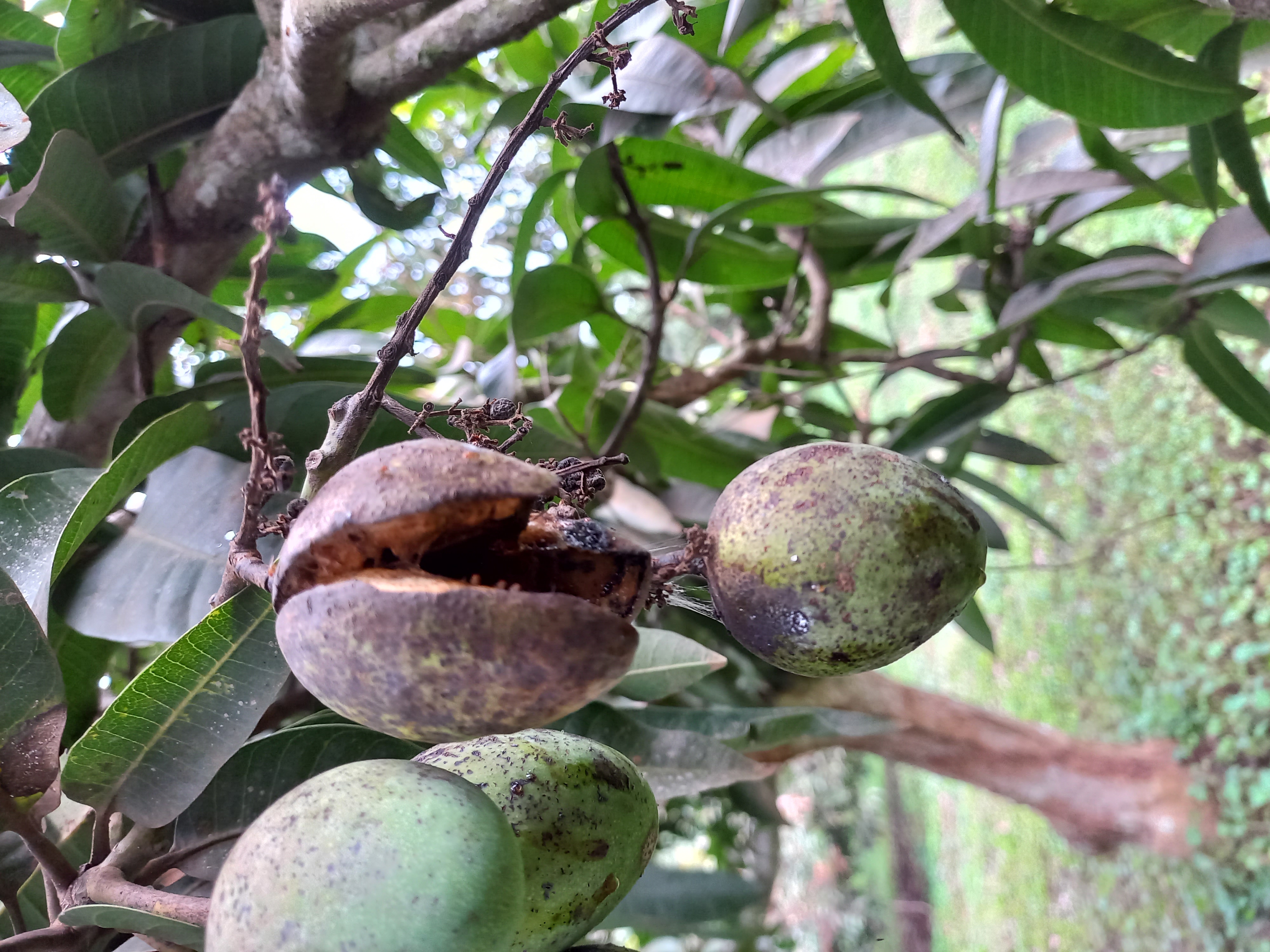 Cause of Damage on Mango 3 Instance Segmentation Model by Gianni