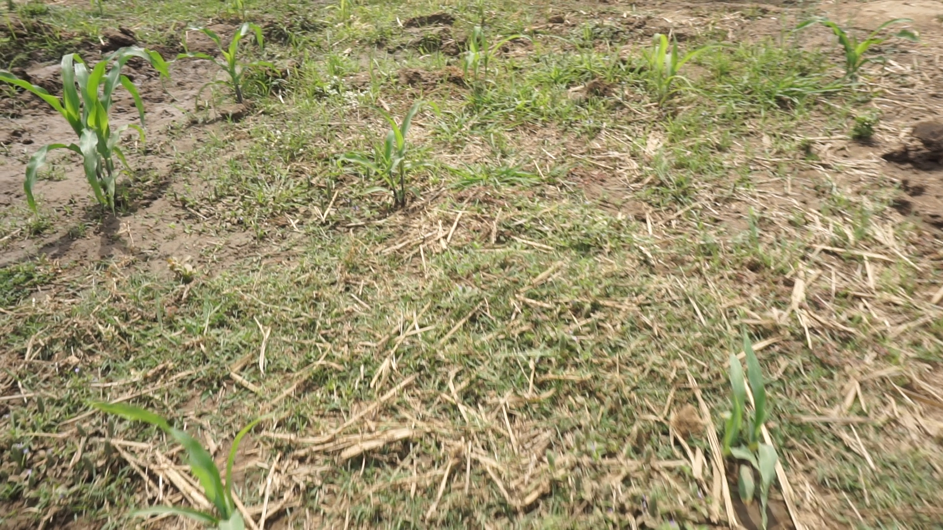 Soyabean and weed Object Detection Model by Classification weed maize and soyabean