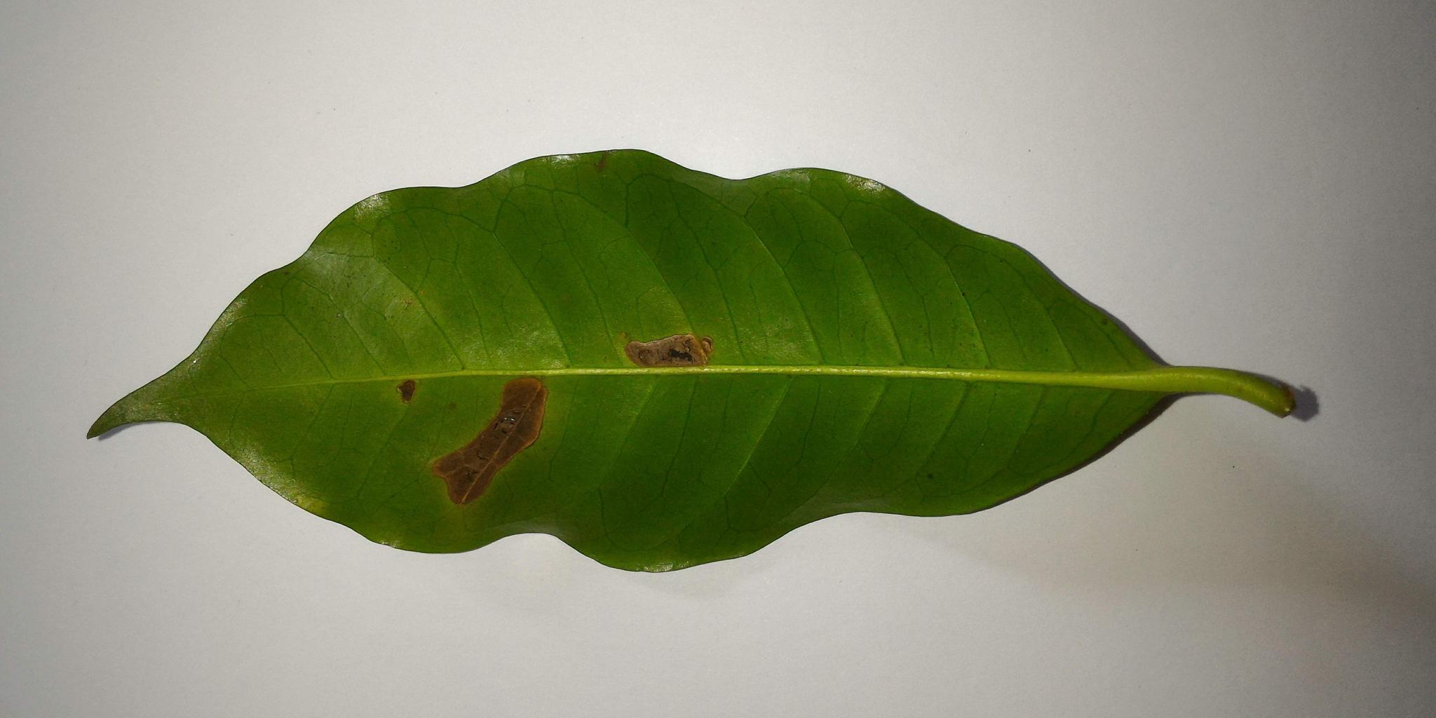 segment things for lesson 11 Instance Segmentation Dataset by netanelfishman