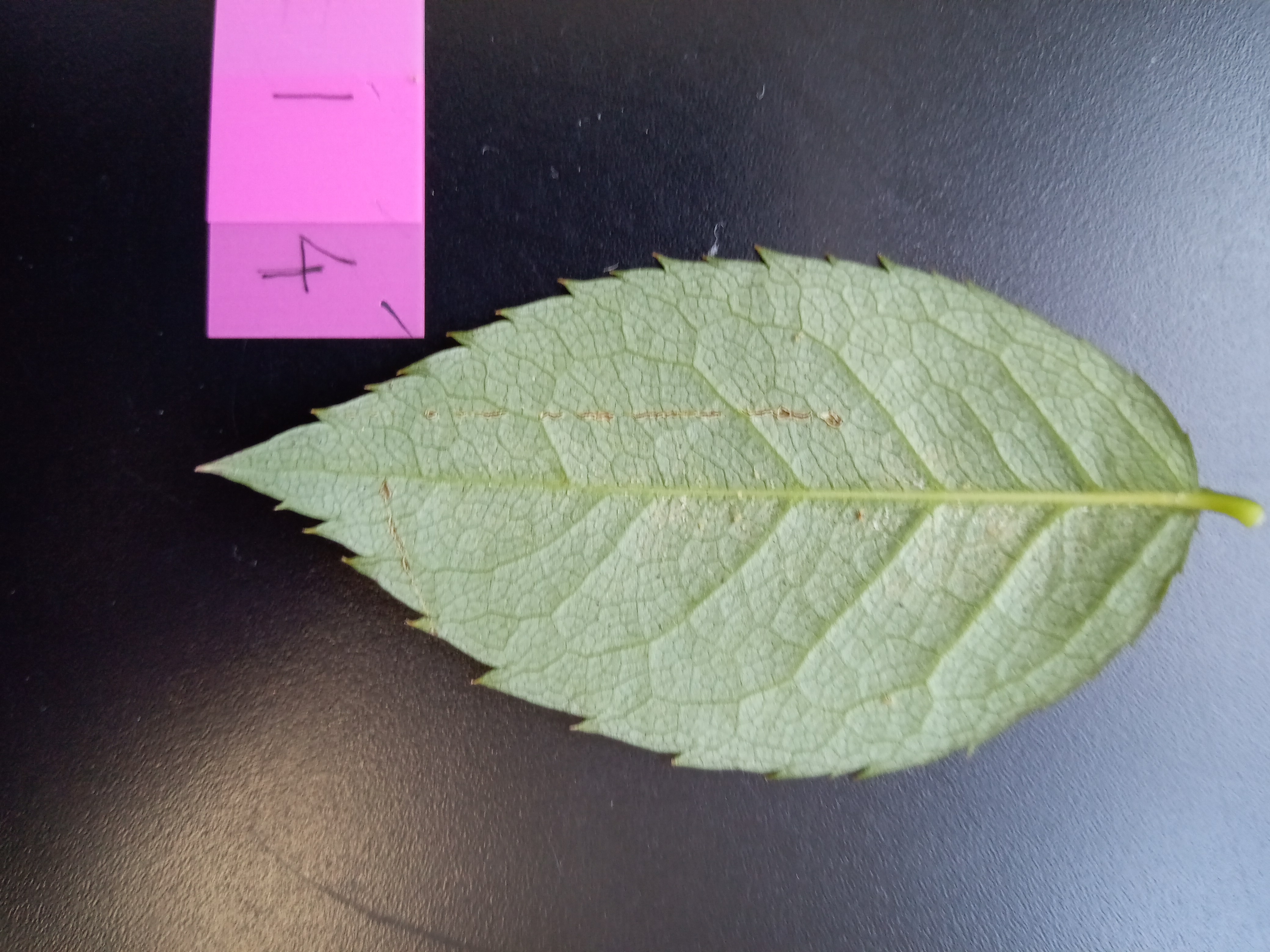 rose-leaf_outline-instance-segmentation Instance Segmentation Dataset by dani project