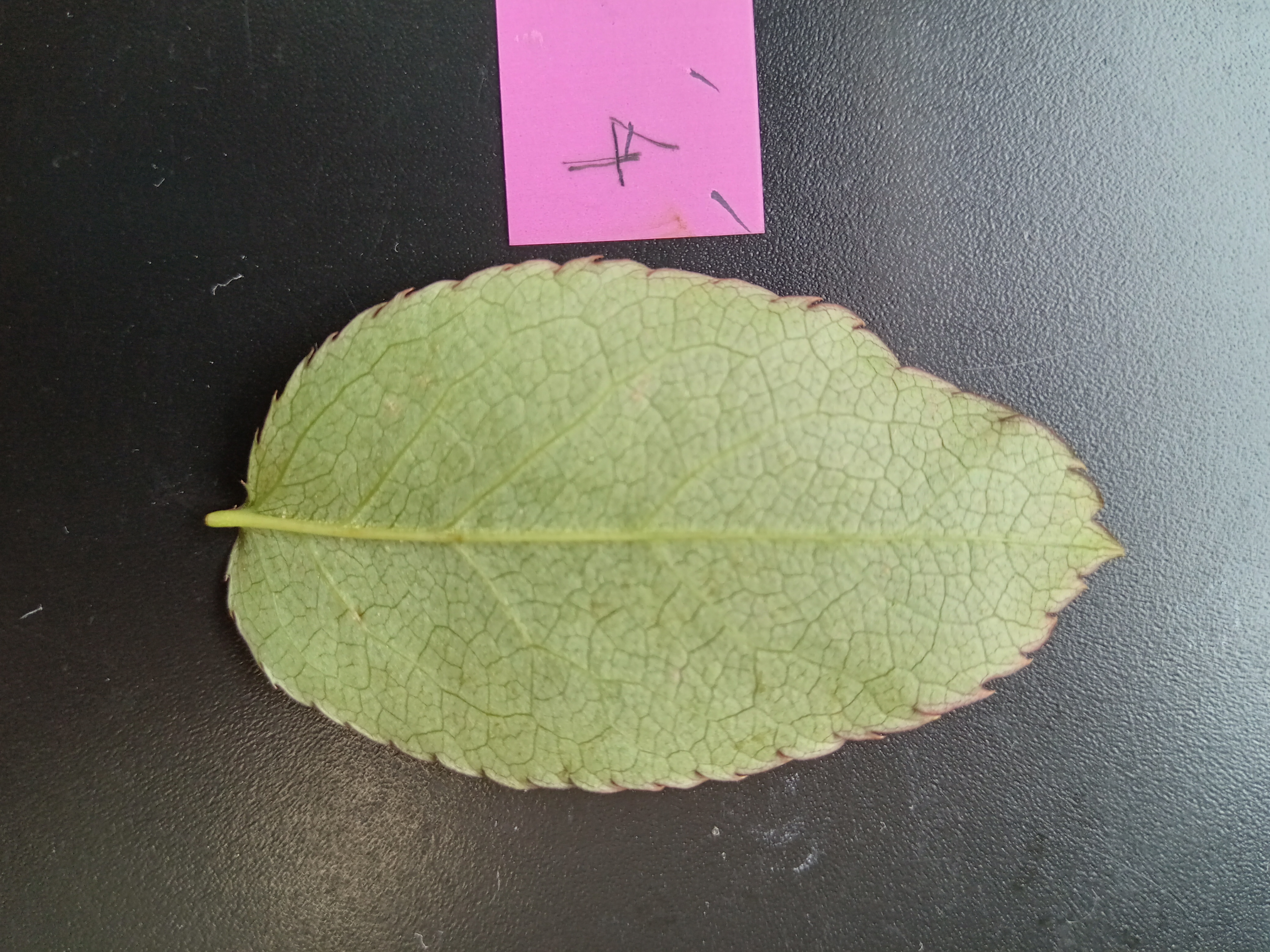rose-reaf-mite-10class-classification Classification Dataset by dani ...