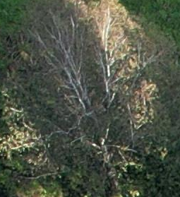 Tree_defect_OD Classification Dataset by v1