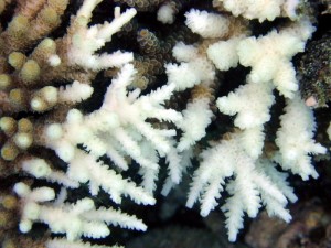 Custom Workflow Object Detection Object Detection Dataset by Insect ...