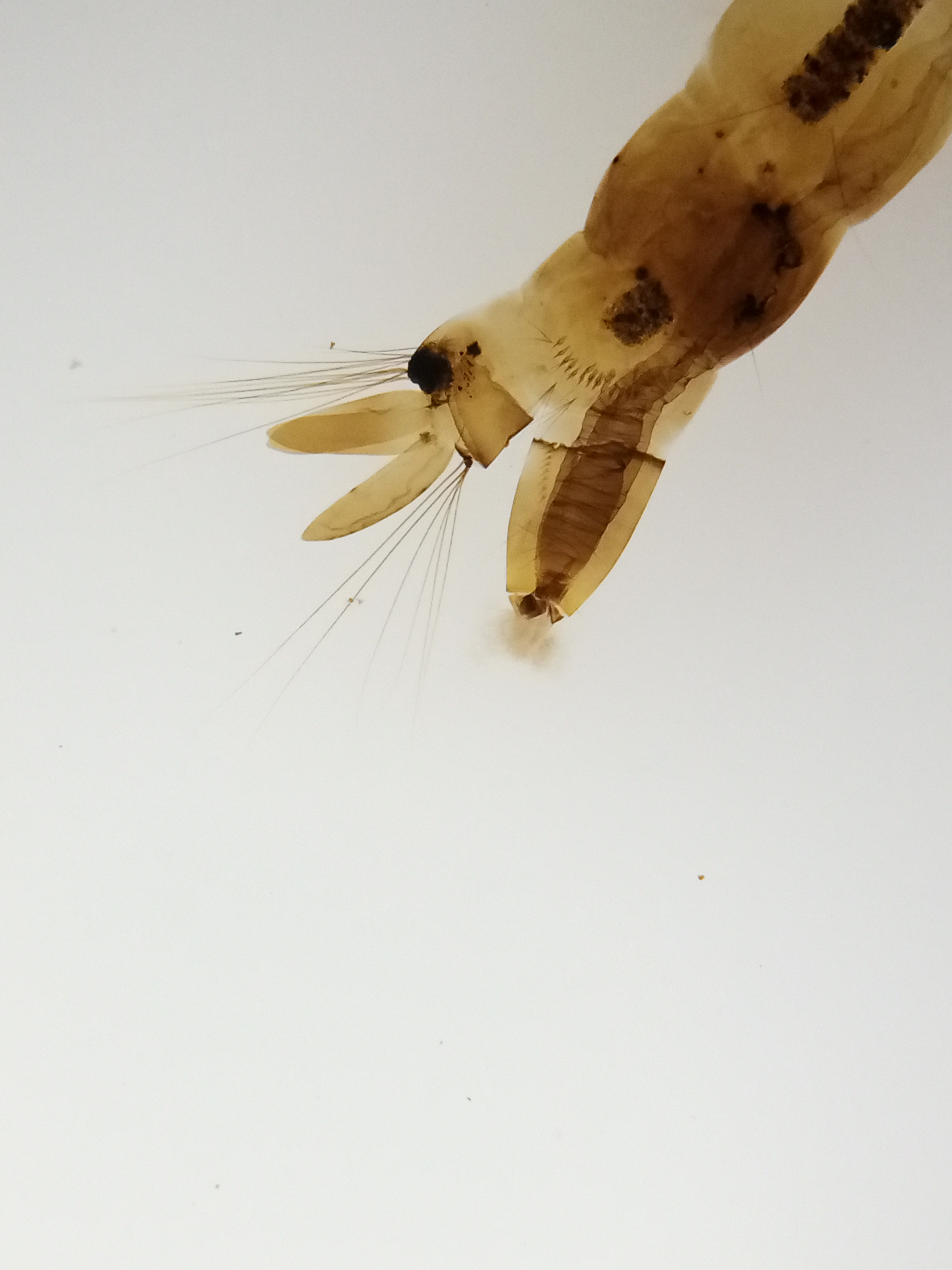 Dengue Larvae Detection Object Detection Model by Dengue Larvae ...