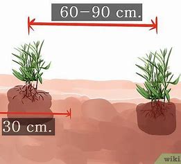 Plant-Recognition 2 Object Detection Model by MuhammadRazi99