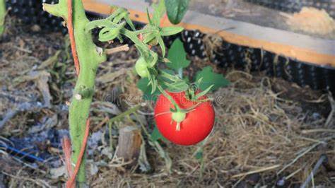 Mature-and-Immature-Vegetable-Types Object Detection Dataset by MuhammadRazi99