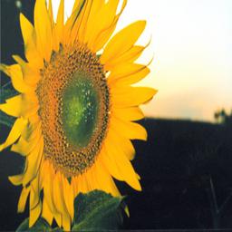 klasifikasi bunga Object Detection Model by PI