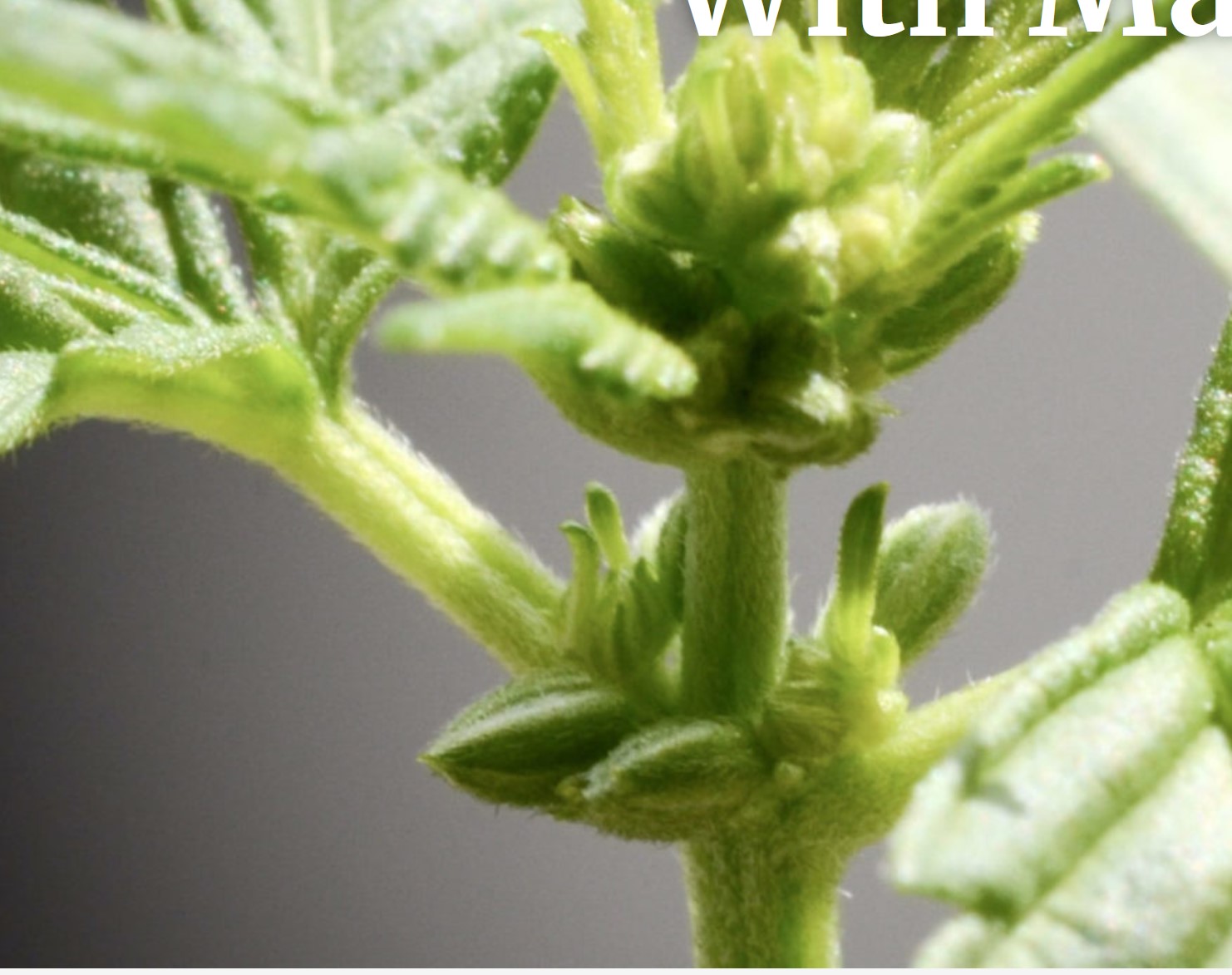 How to Use the male cannabis detection Object Detection API