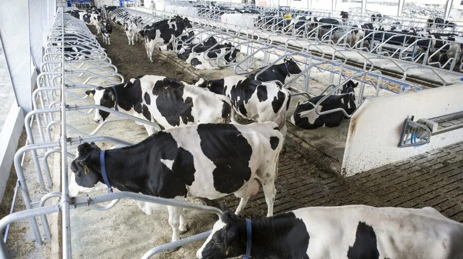 Cattla Object Detection Object Detection Dataset By Cattle Ob