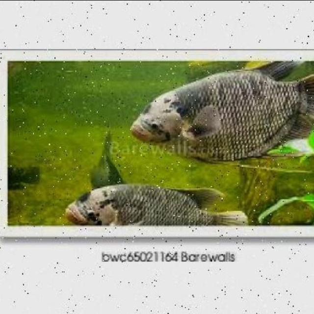 Fish Detector Object Detection Dataset by Siqi Li
