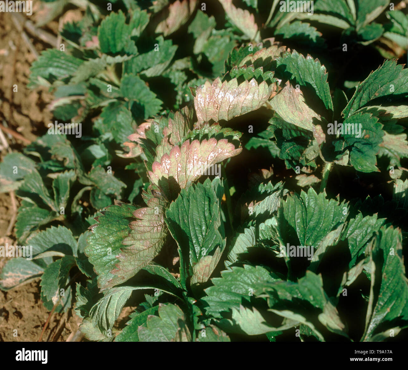 Plant Diagnosis 7 (Strawberry and Raspberry Family) Object Detection ...