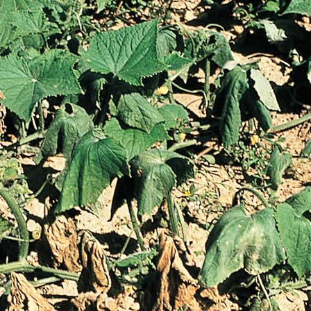 Plant Diagnosis 10 (Squash Plant) Object Detection Dataset by Dynamite ...