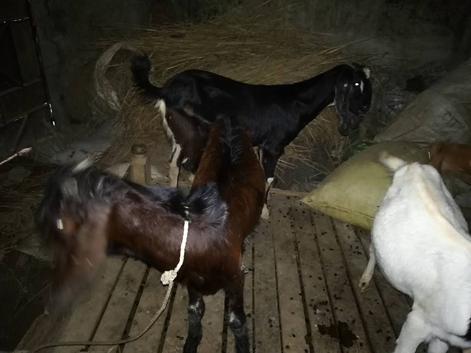 goat data Keypoint Detection Dataset by project