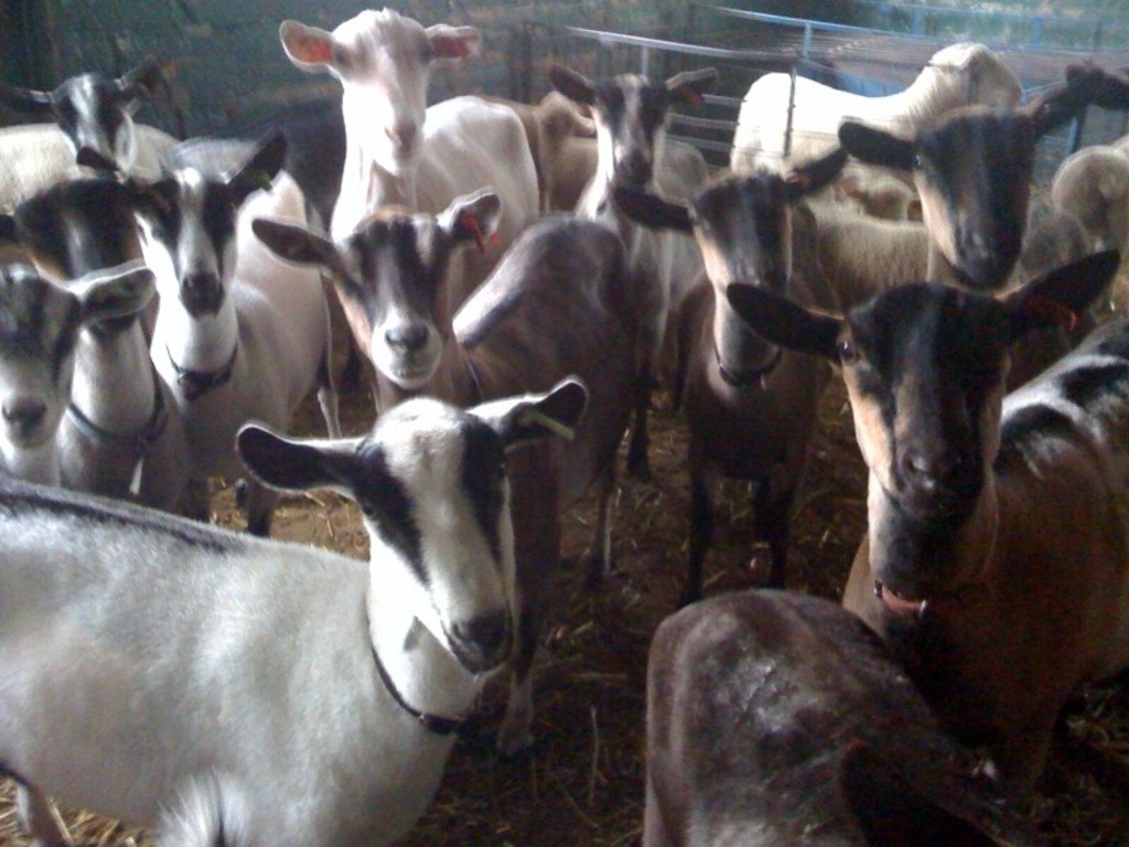 goat data Keypoint Detection Model by project