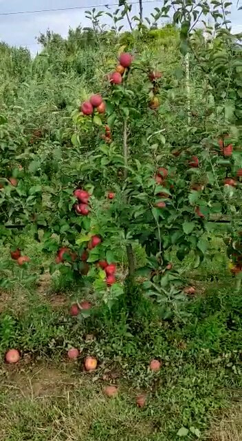 apple Object Detection Model by ChokoPpang