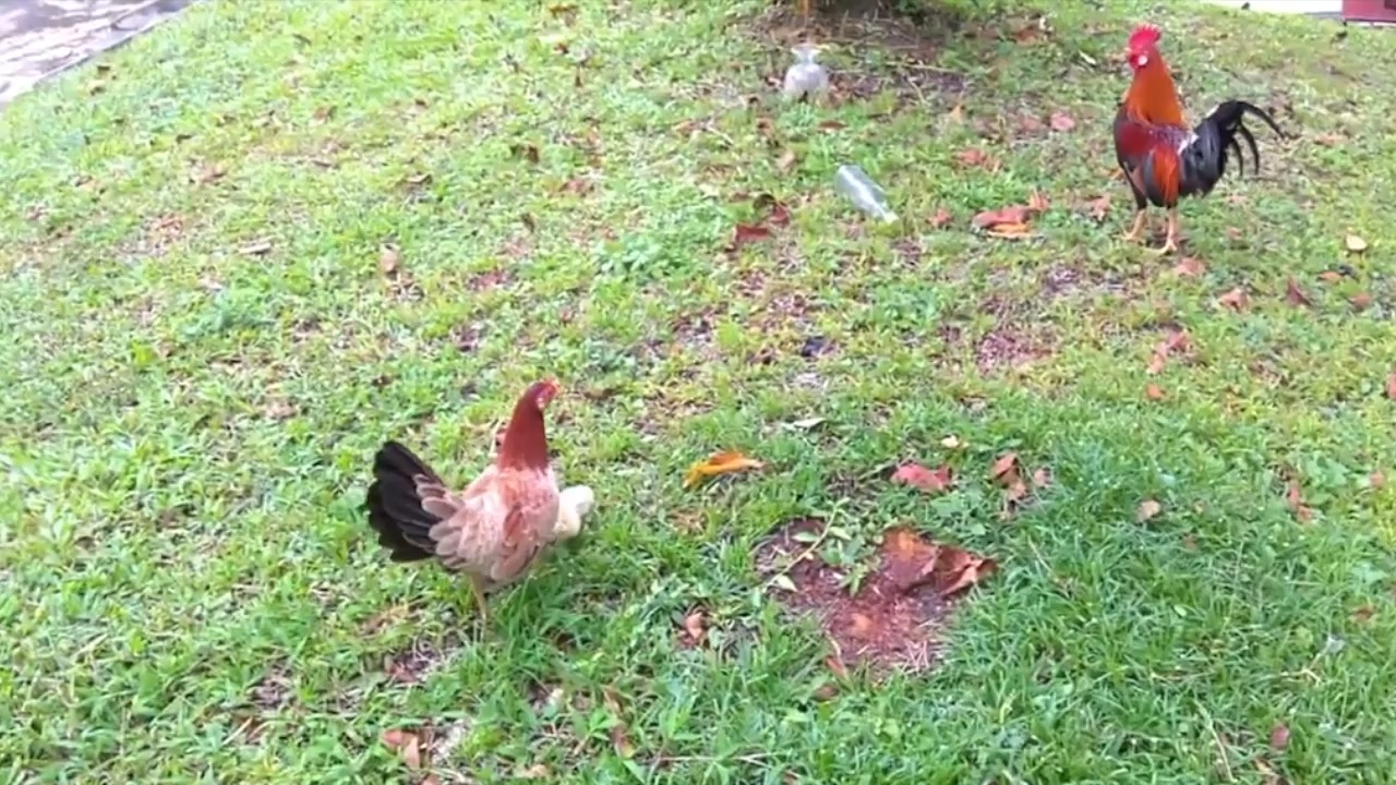 Spotting_Chicken Object Detection Dataset and Pre-Trained Model by YOLOtrain