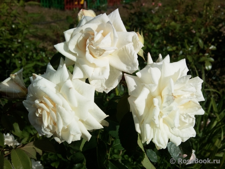 classification rose Classification Dataset by Marya S