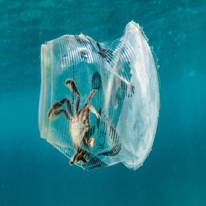 underwater-plastic-detection Object Detection Model by Universiti Sains ...