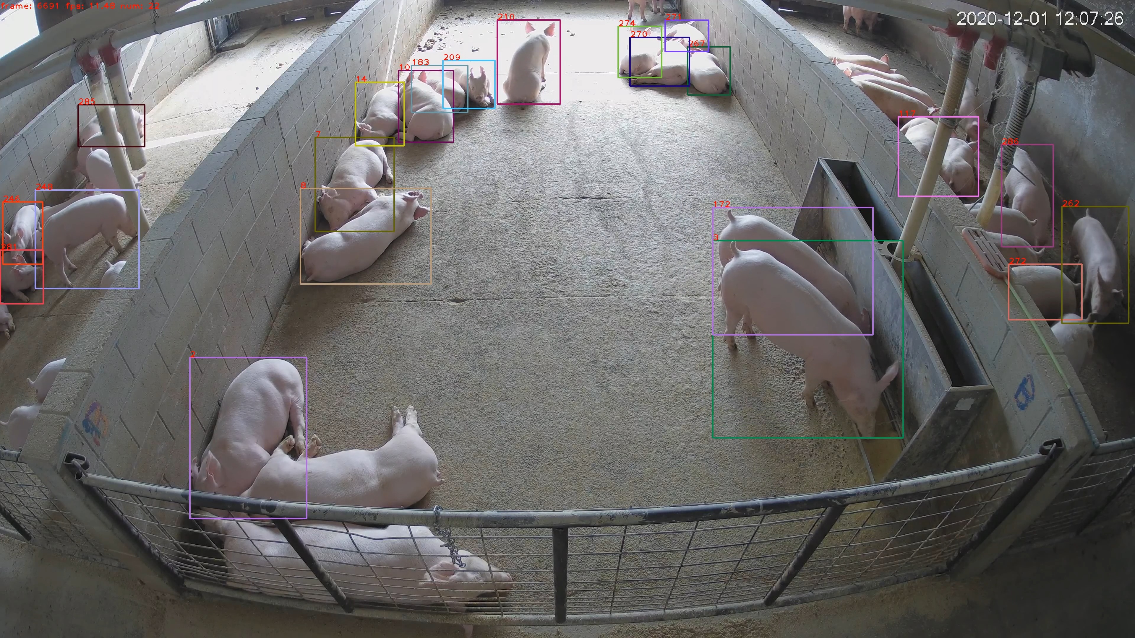 bg pig Object Detection Model by jancee