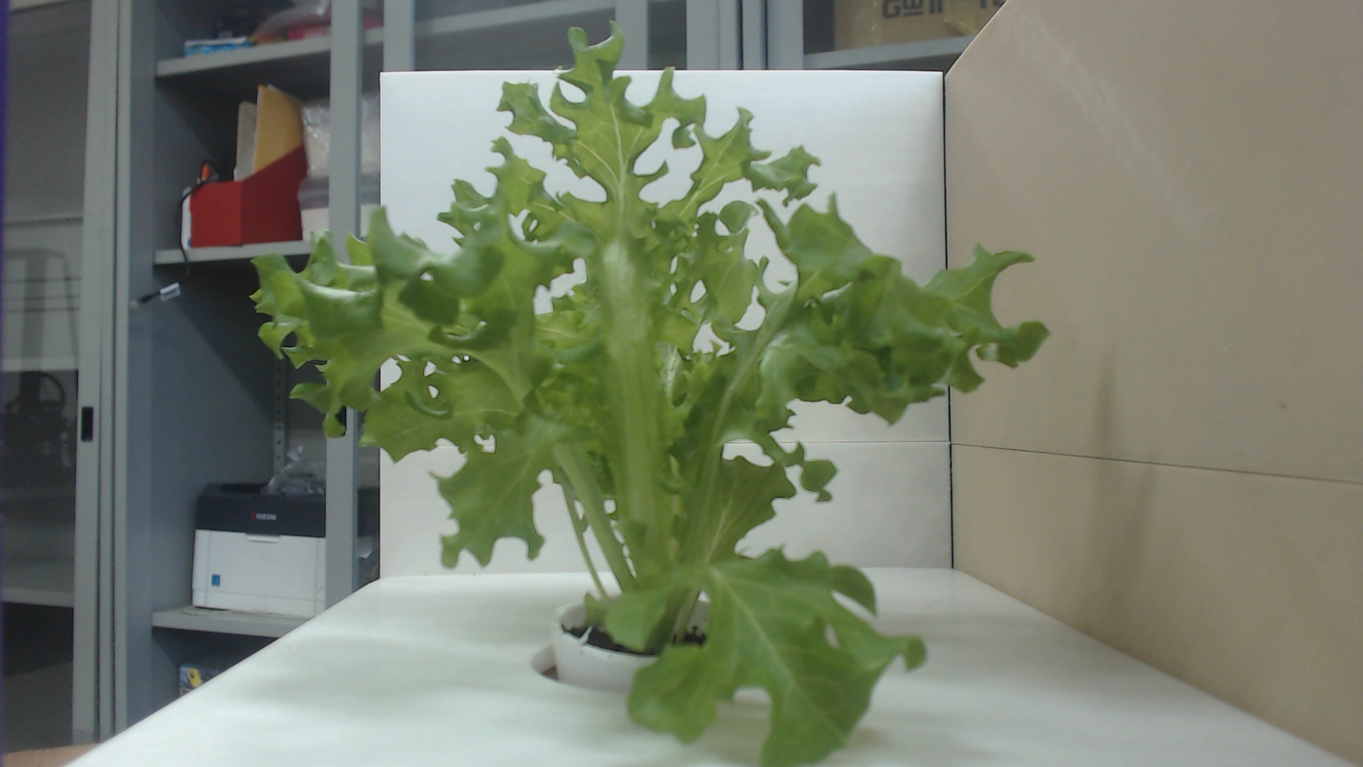 Lettuce Growth Stage Object Detection Dataset by Robotics